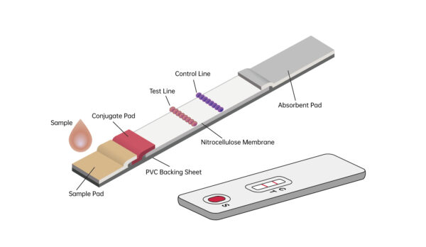 Hepatitis B Surface Antibody (HBsAb) Test Strip Uncut Sheet - NewScen